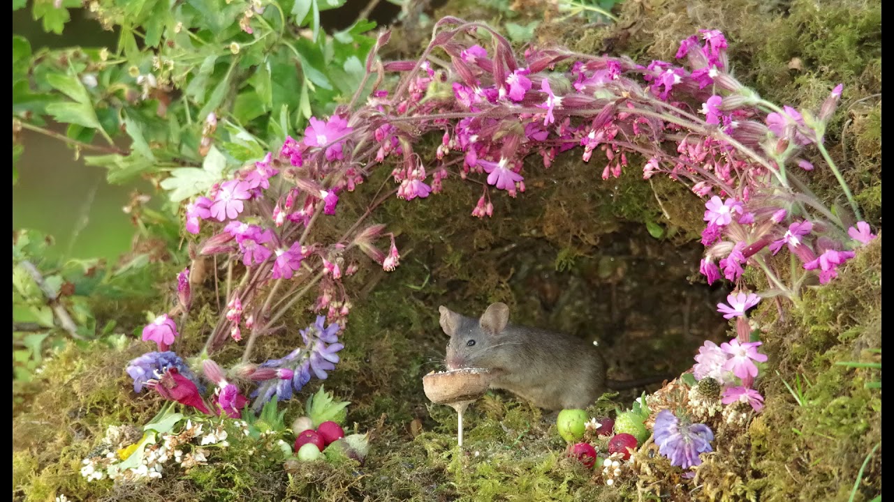 George the Mouse in a Log pile House - slide show - YouTube