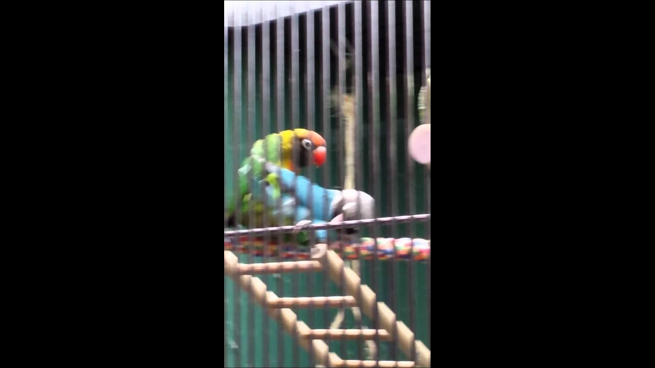 Two love birds humping... - YouTube