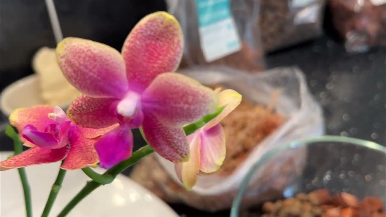 Орхидея в ужасном грунте ... Бронзовый Будда ... пересадка в новый ...