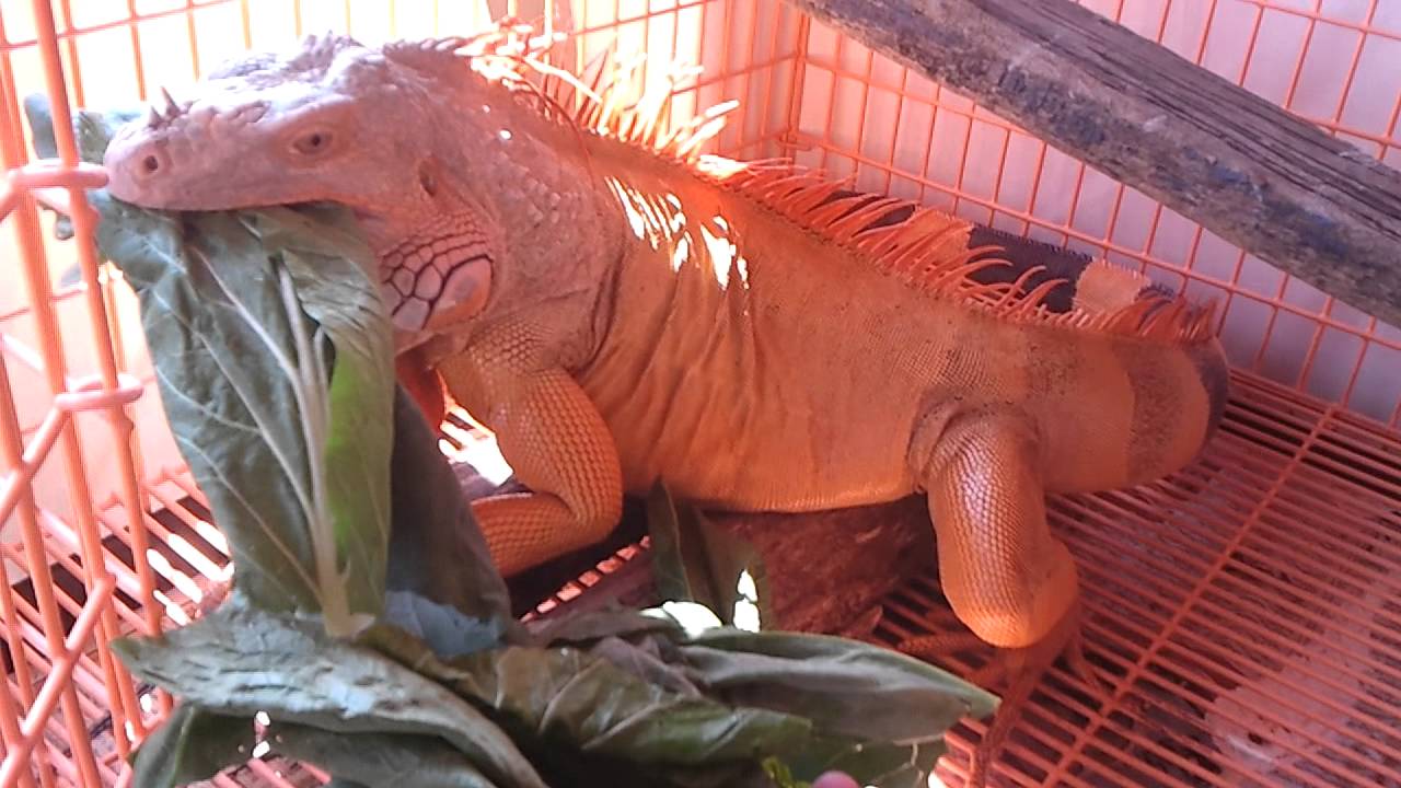 red iguana malaysia - YouTube