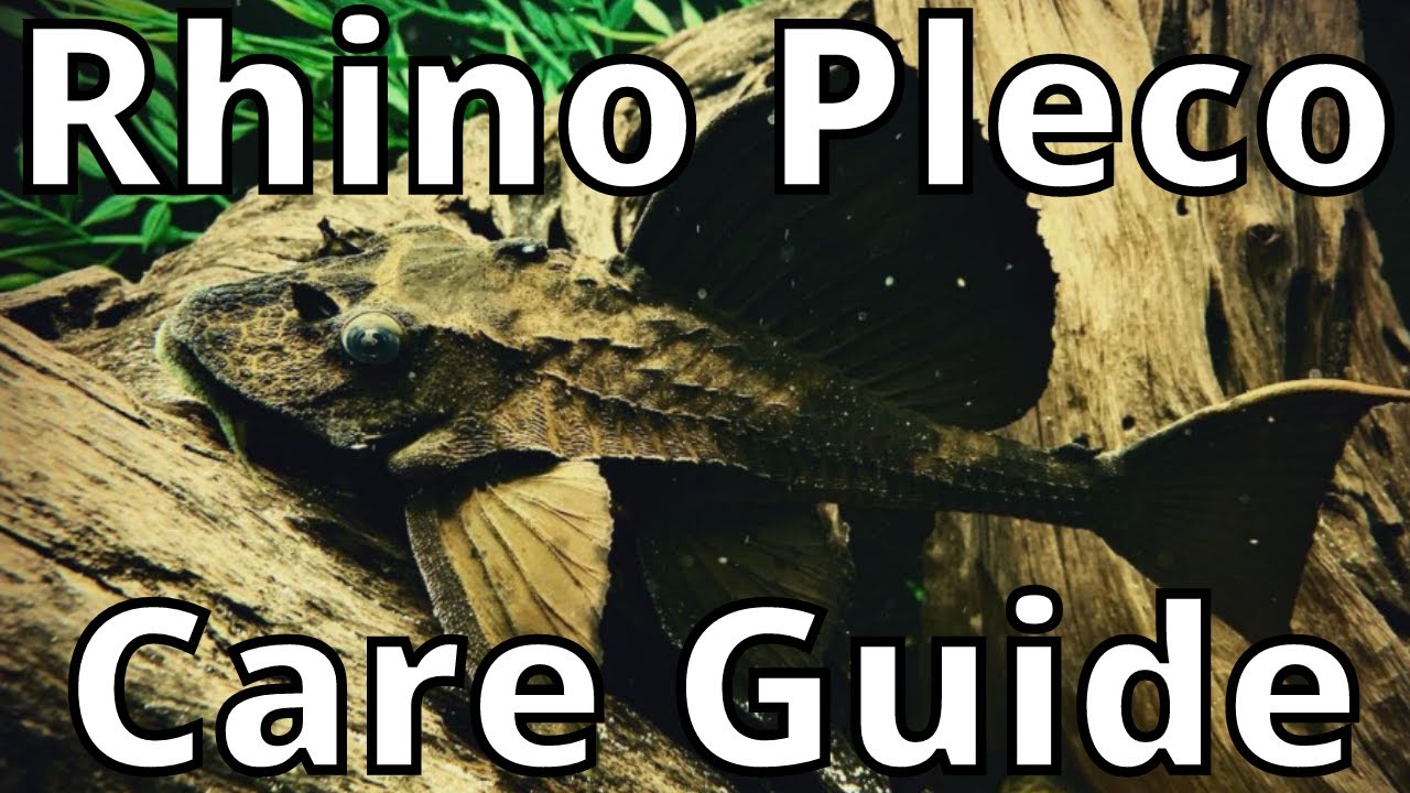 Rhino Pleco Care Guide - YouTube