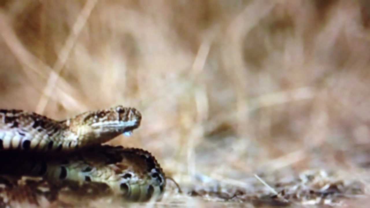 Snake bites ballon ,in super slow motion,a must see ! - YouTube