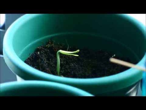 Time Lapse - Flame Tree Seed - YouTube