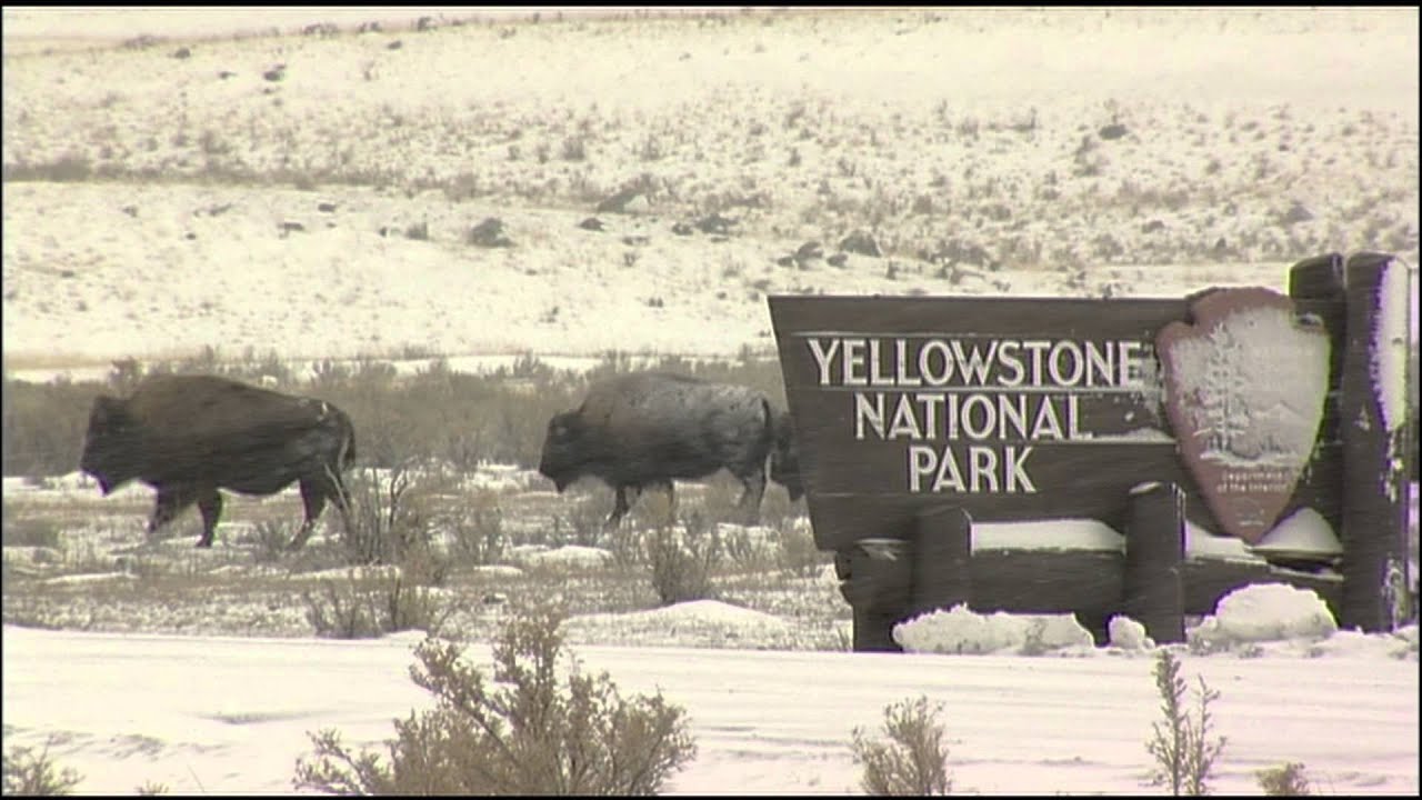 "Facing the Storm: Story of the American Bison" (2010) - Trailer #1 ...