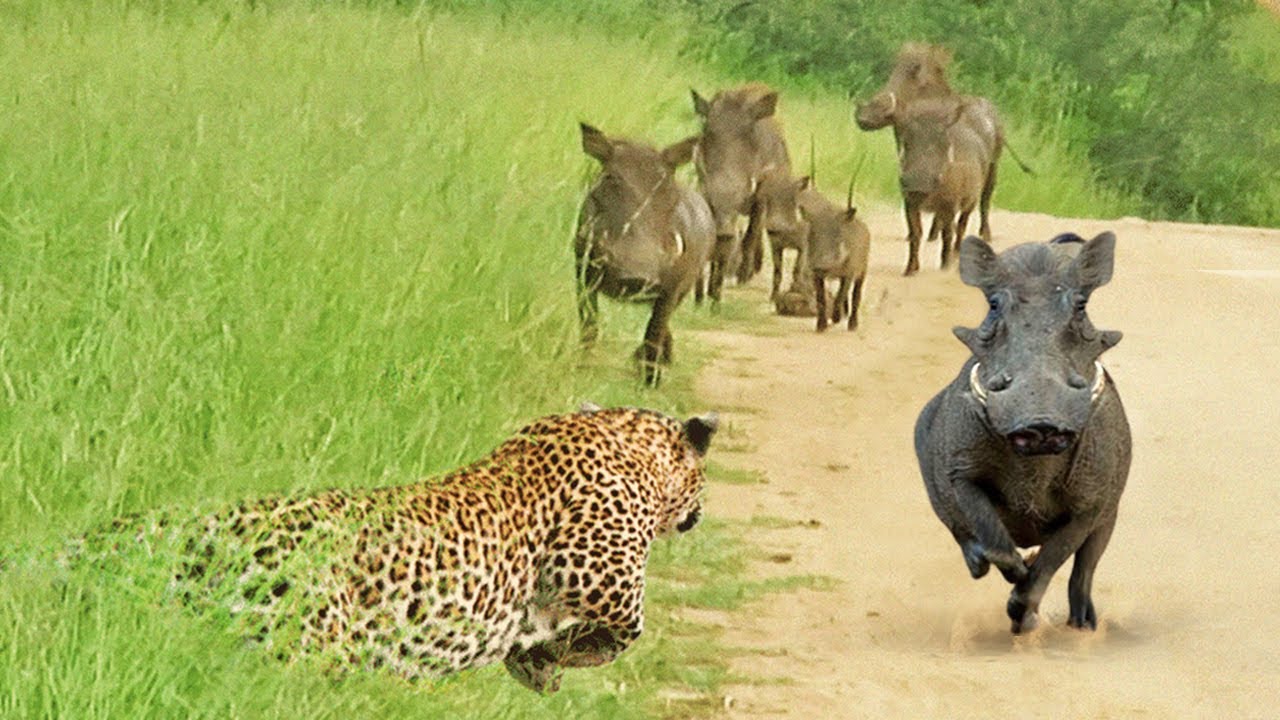 Poor Leopard! The Leopard Died Tragically By A Fearsome Enemy On Its ...