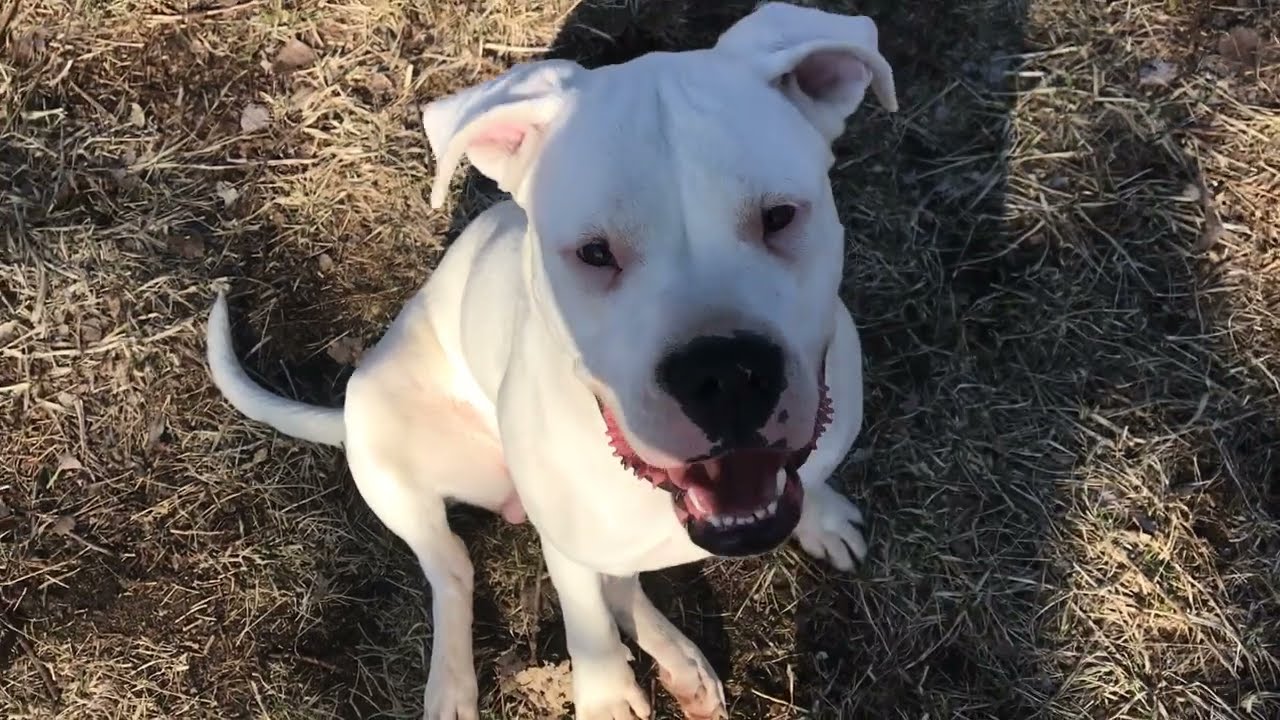 Dogo Argentino Female's First Off Leash Hike - YouTube