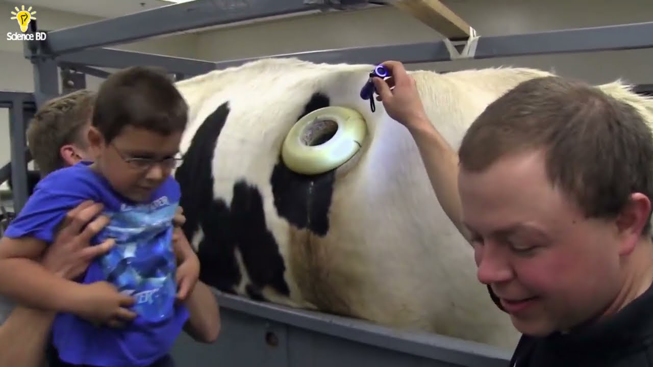 গরু গুলোর সাথে এগুলো কি করা হচ্ছে ? জানলে চোখের পানি ধরে রাখতে পারবেন না | Science BD - YouTube