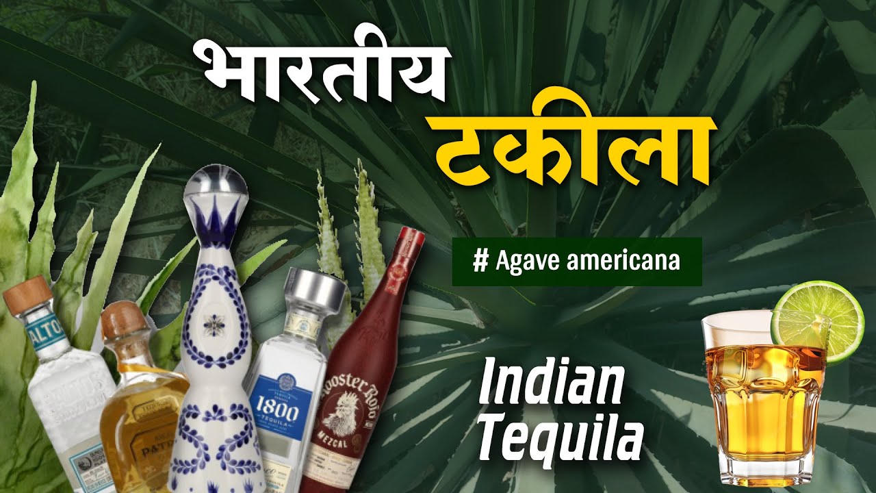 Indian Tequila | भारतीय टकीला । घायपात | Ghaypat #Agaveamericana # ...