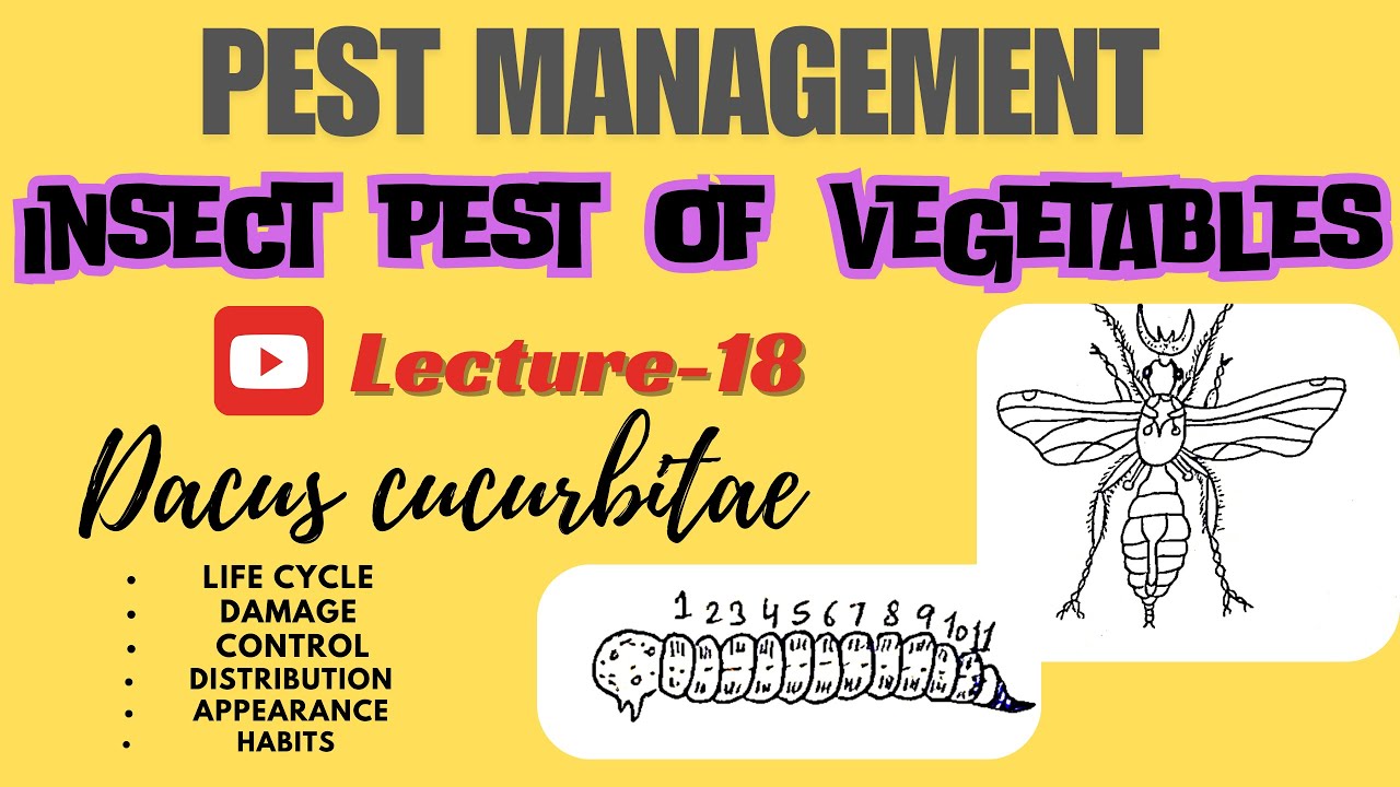 Dacus cucurbitae | Pumpkin Fruitfly | Melon Fruitfly | Notes pdf link ...