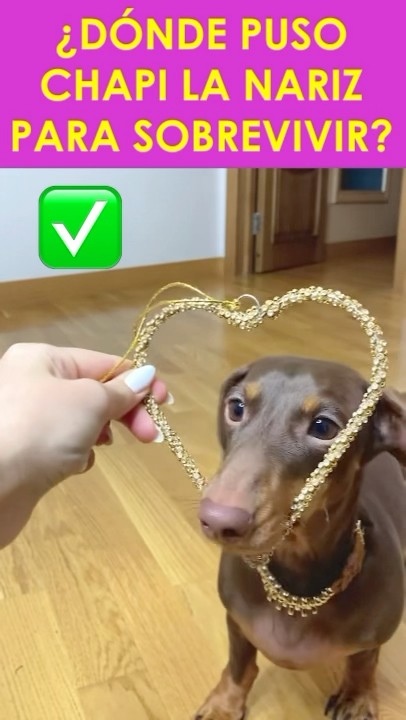 ¿Dónde puso Chapi la nariz para sobrevivir? 🤭 #perros - YouTube