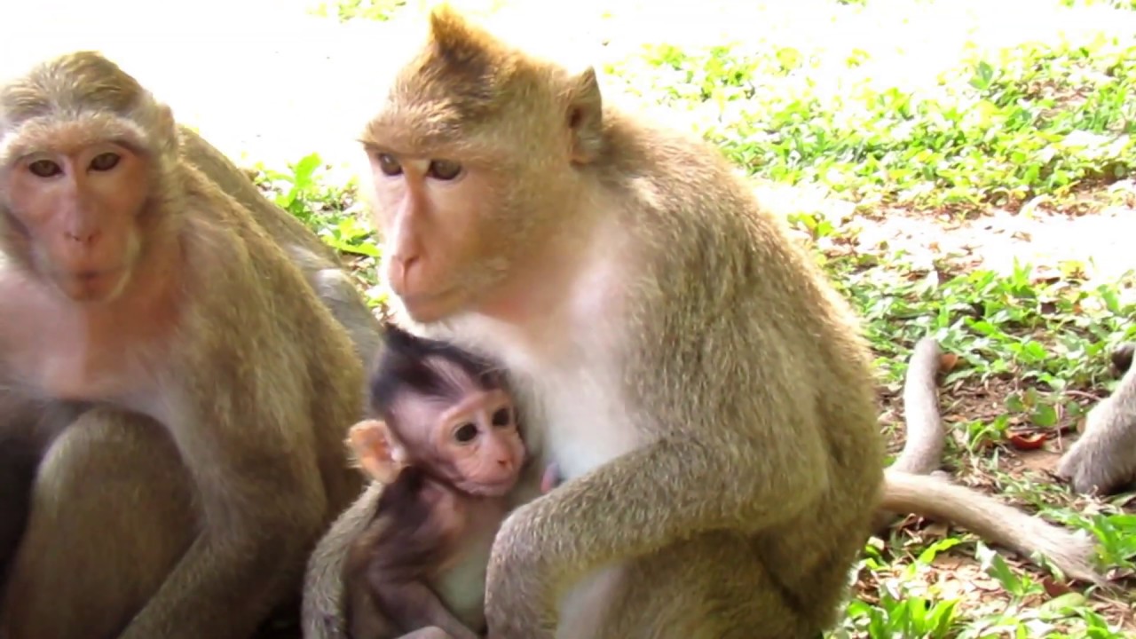 Baby Pinky So Starving, Monkey Penny Does Not Want Baby Milk | Baby Monkey Crying for Milk - YouTube