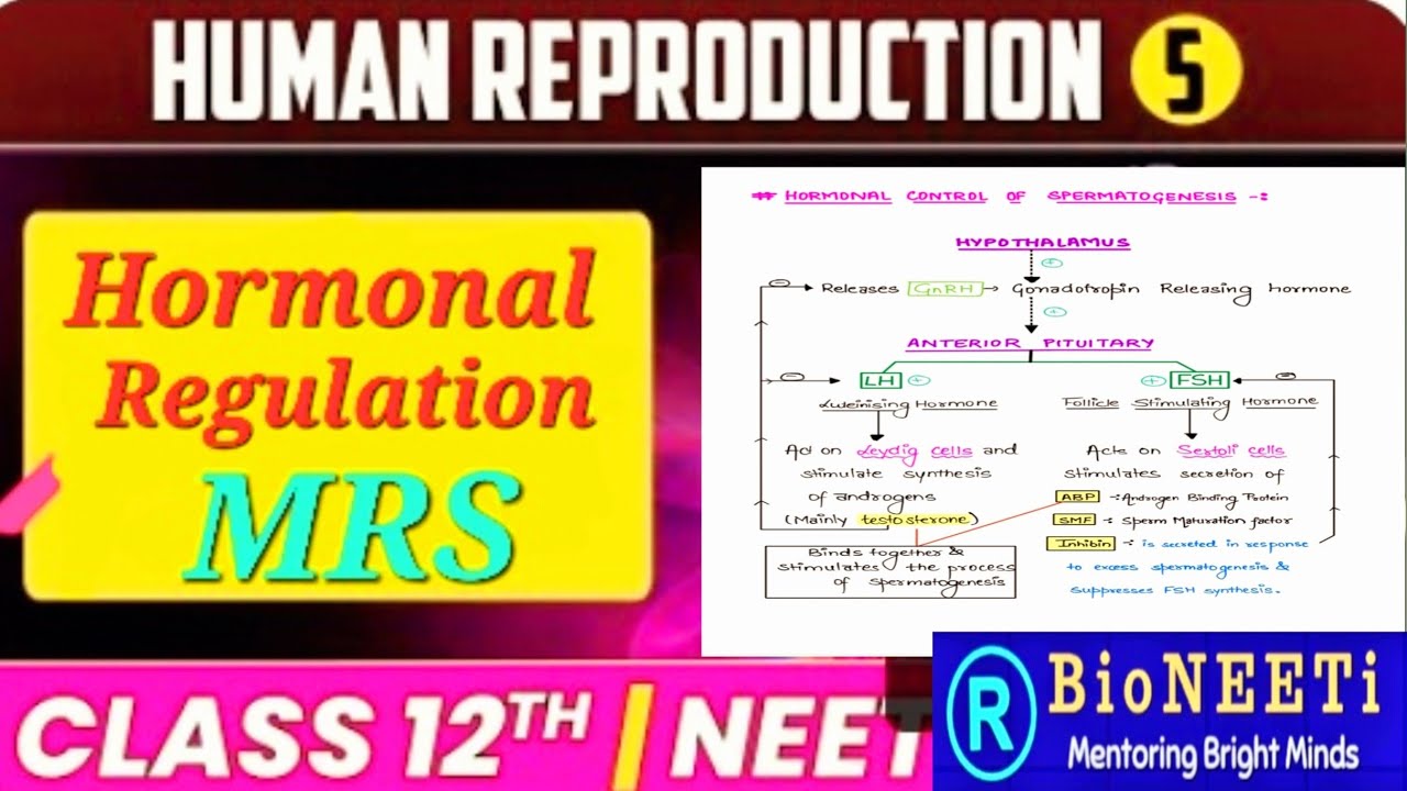 Hormonal Regulation Males L5 Human Reproduction NEET Biology - YouTube