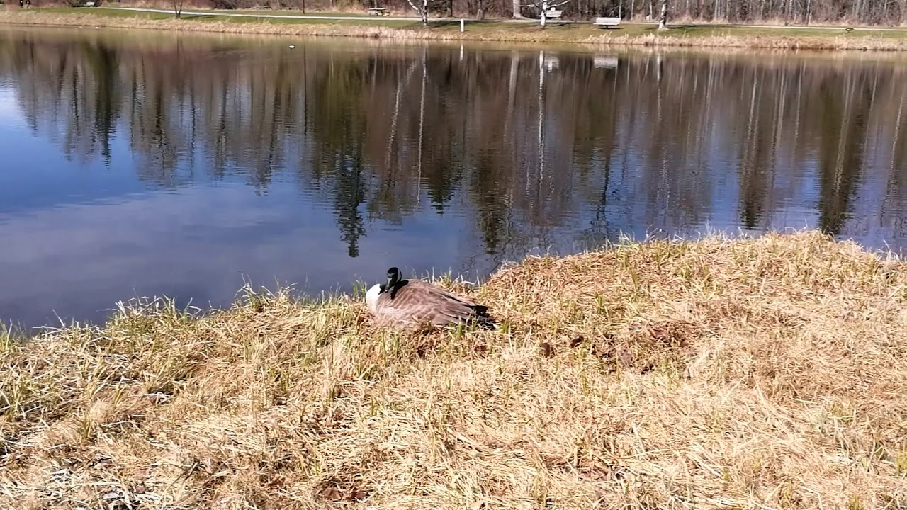 Canada Goose In Bower Ponds In Red Deer - YouTube