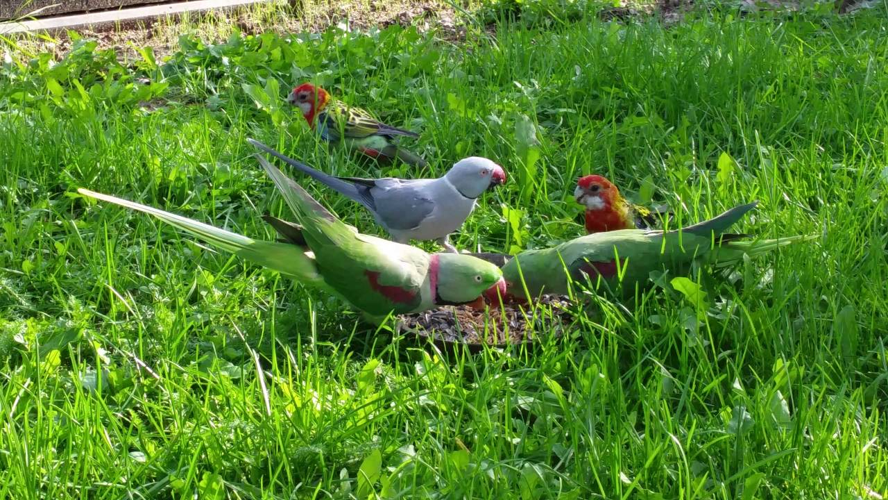 Parrots in the aviary - YouTube