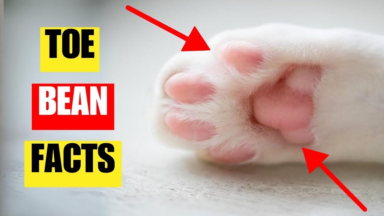10 surprising facts on your cat's toe beans you need to know - YouTube