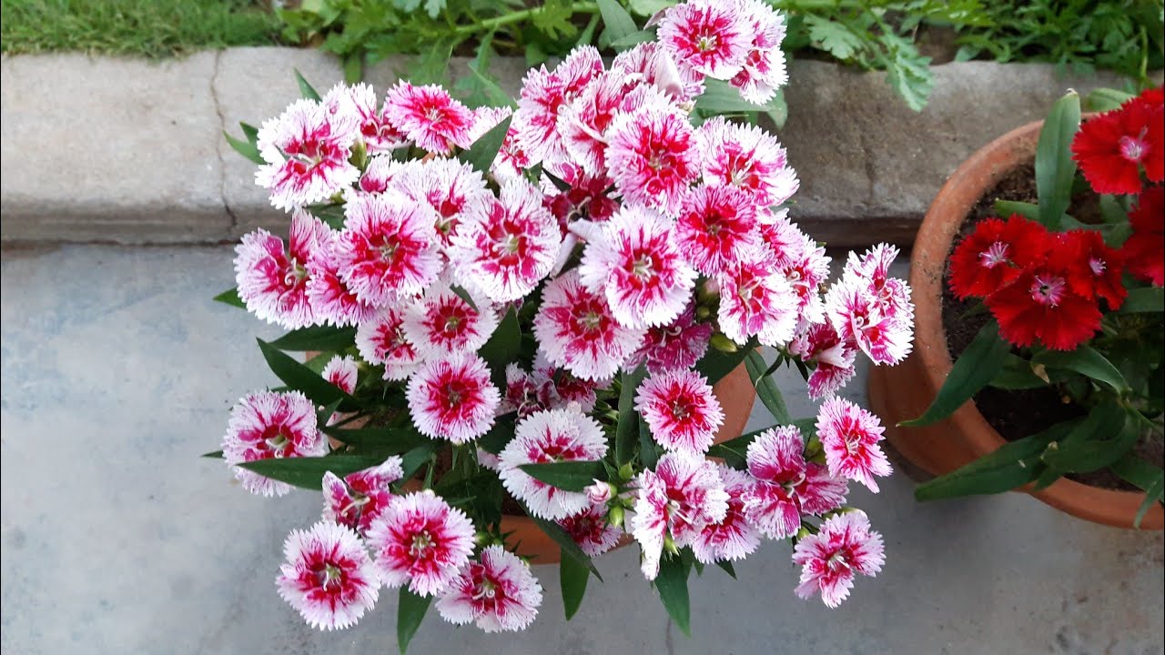 Care of Dianthus Plant (English) || How to Grow and Care Dianthus Plant ...