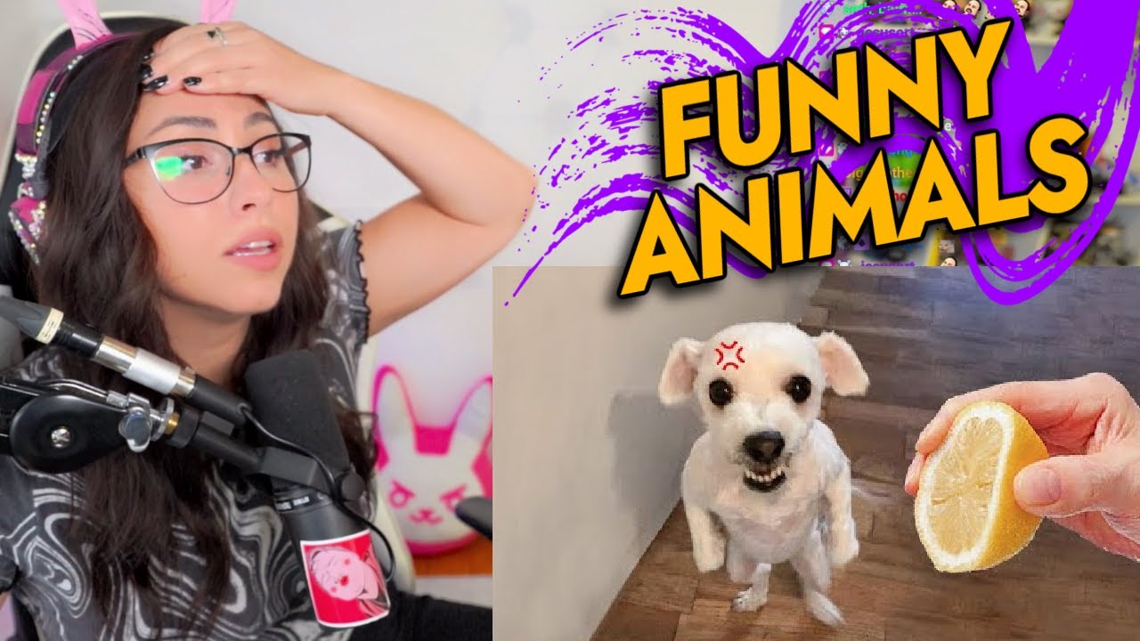 Bunny REACTS to Funny Dogs Having a Bad Day! (IMPOSSIBLE) TNTL - YouTube