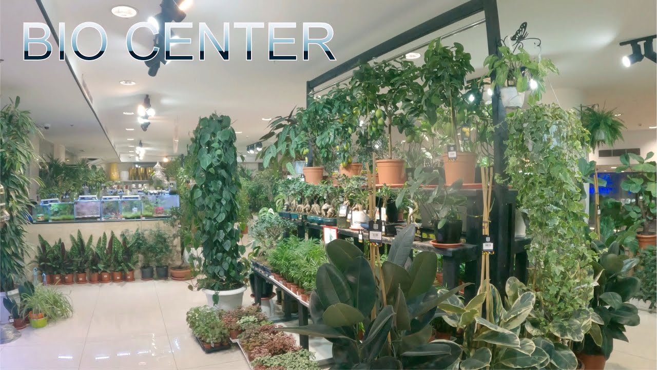 Bio Center part 3, Tanaman hias yang lagi ngetrend - YouTube