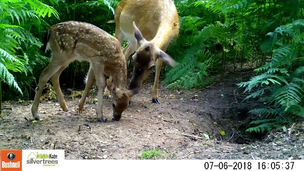 Doe cleaning behind fawn - YouTube
