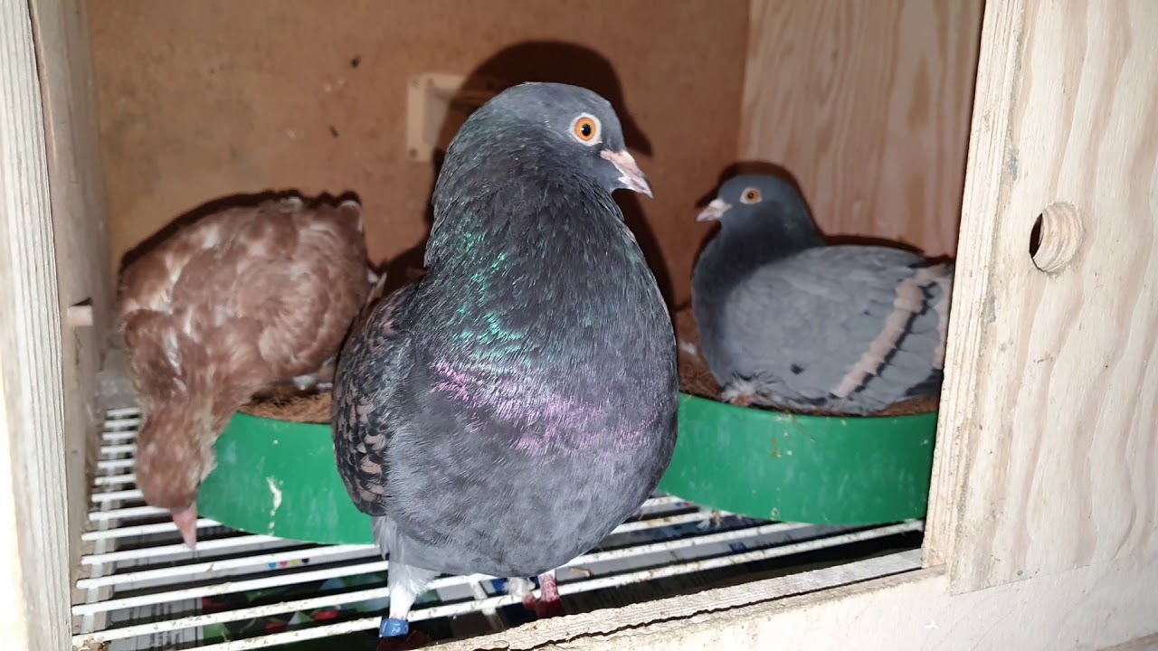 Toy Stencil parents of Recessive Red baby pigeon feeding in the nest ...
