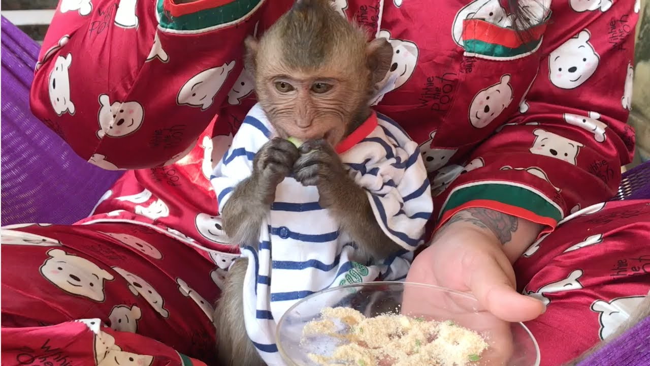 monkey alex eating mango with sister - YouTube