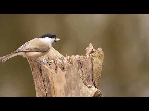 Kuşlar ve kuşların doğal hali #belgesel #kuslar #belgeseller