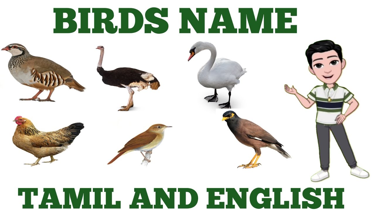BIRDS NAME TAMIL AND ENGLISH BOTH | பறைவகளின் பெயர்கள் தமிழ் மற்றும் ...