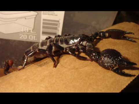 Pinchy the Emperor Scorpion! - YouTube