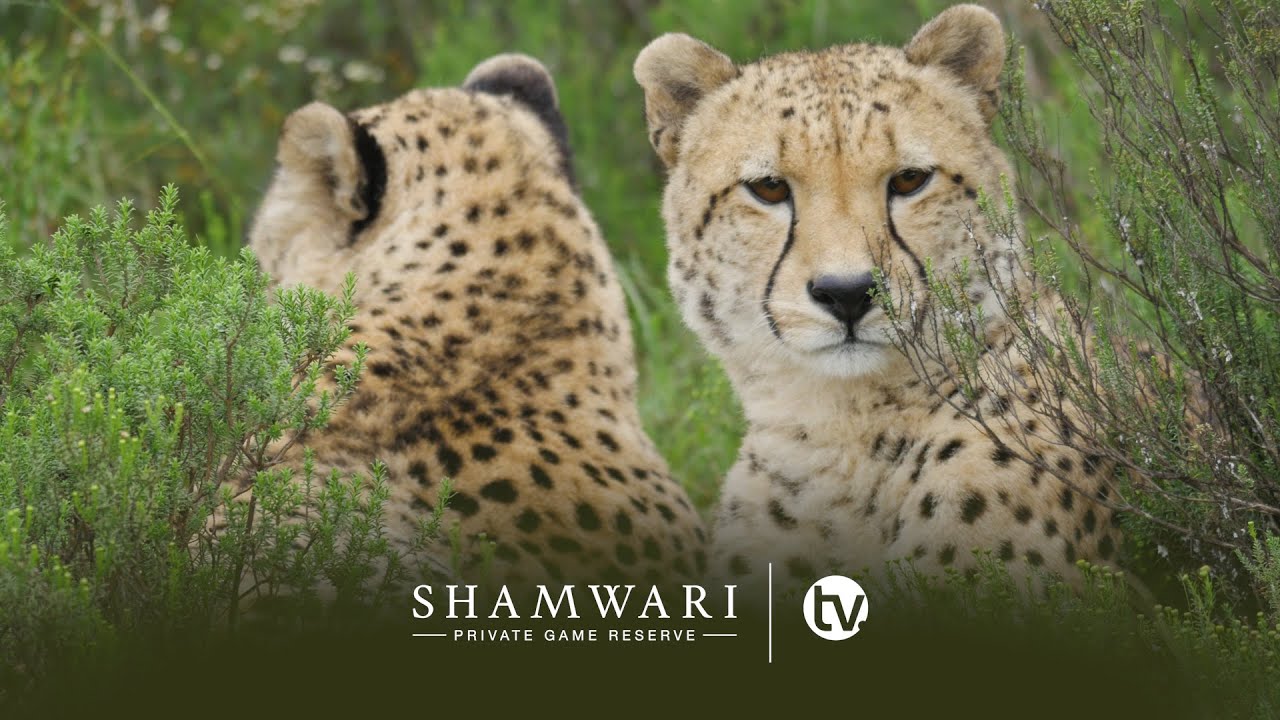 Tracking a Coalition of Cheetah - YouTube