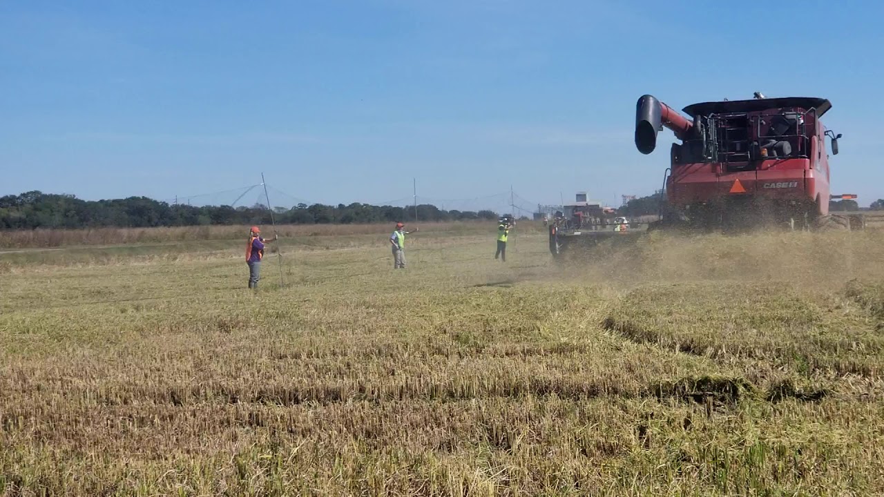 Thornwell Louisiana, Rice Harvest - YouTube