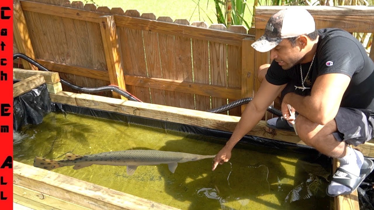 GUARD FISH PROTECTS Wood Frame POND! - YouTube