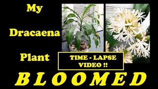 My Dracaena Plant Bloomed! Watch the process from start to finish! See it bloom in time-lapse video!