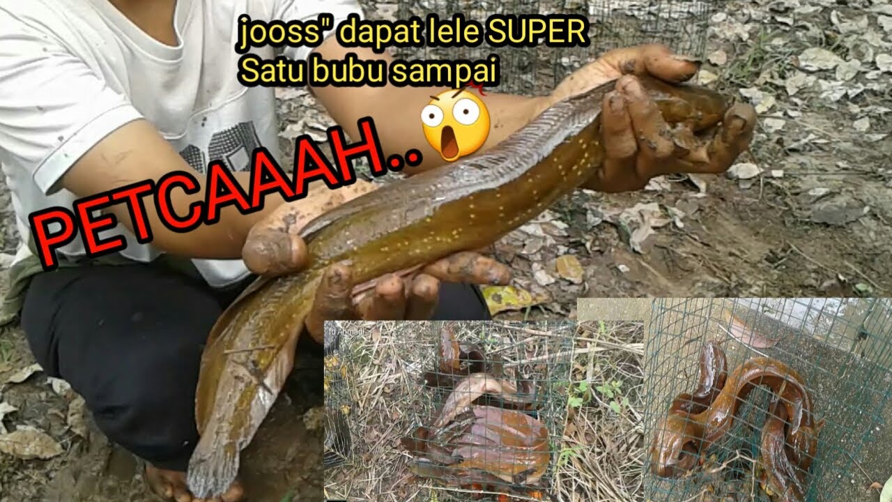 LELE LEMBAT MONSTER TERCIDUK || FISH TRAP EPS. 014 || Sembat kampa ...