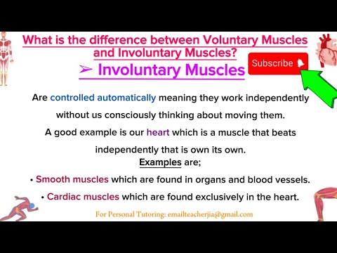 What is the difference between Voluntary Muscles and Involuntary ...