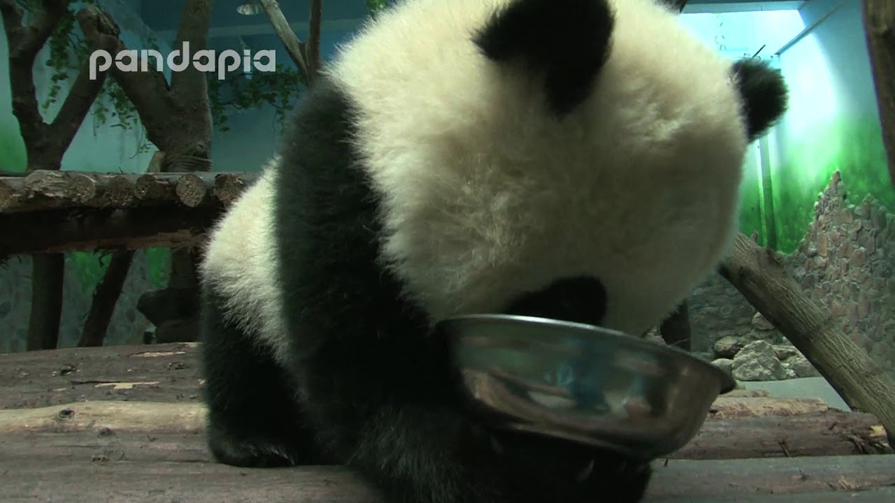 Panda baby’s milk time - YouTube
