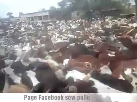 Fulbe  lesdi mali