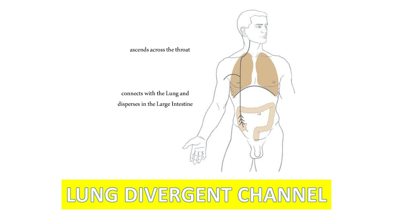 LUNG DIVERGENT CHANNEL - YouTube