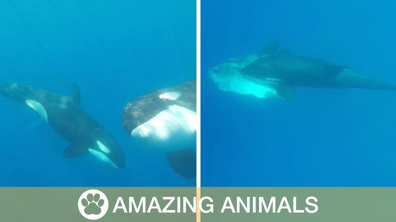 Orcas Play With Sunfish - YouTube