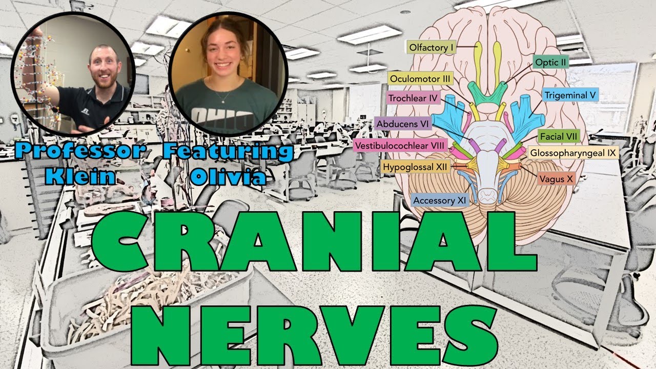 Cranial Nerve Tests, Functions, and Mnemonics! - YouTube