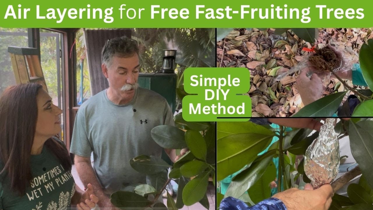 This Air Layering Trick Grows Fruit Trees 10X Faster – No Seeds or ...