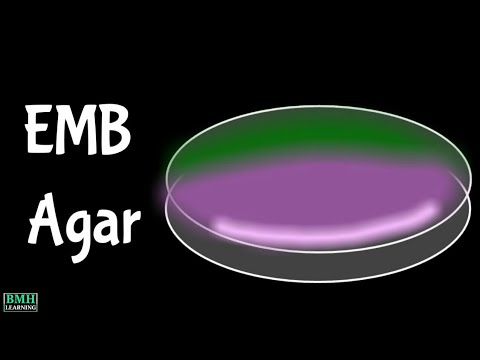 EMB agar | Eosin Methylene Blue Agar | - YouTube