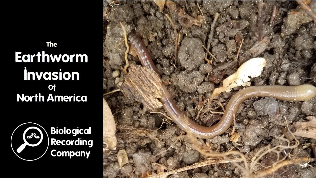 The Earthworm Invasion of North America - YouTube