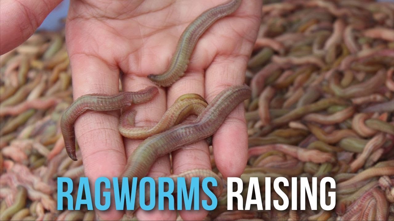 Ragworms raising | Nghề nuôi rươi ở Ninh Bình - YouTube