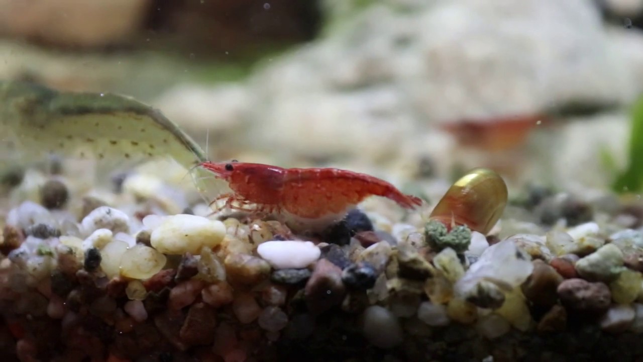 Red Cherry & Amano Shrimp Size Comparison - YouTube