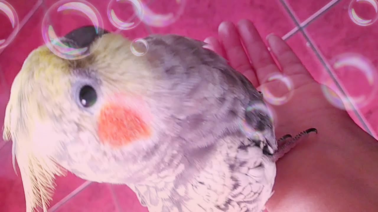 fluffy fuzzy chubby cutie cockatiel - YouTube