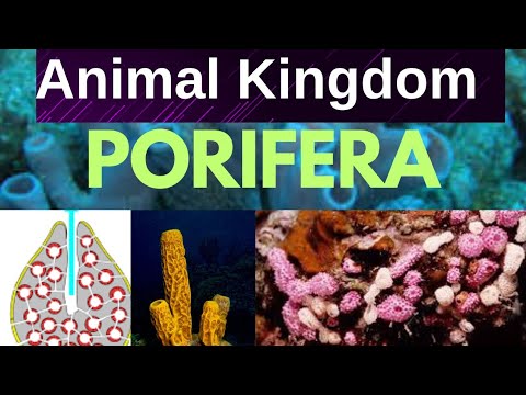Porifera/ Animal kingdom different phylum - YouTube