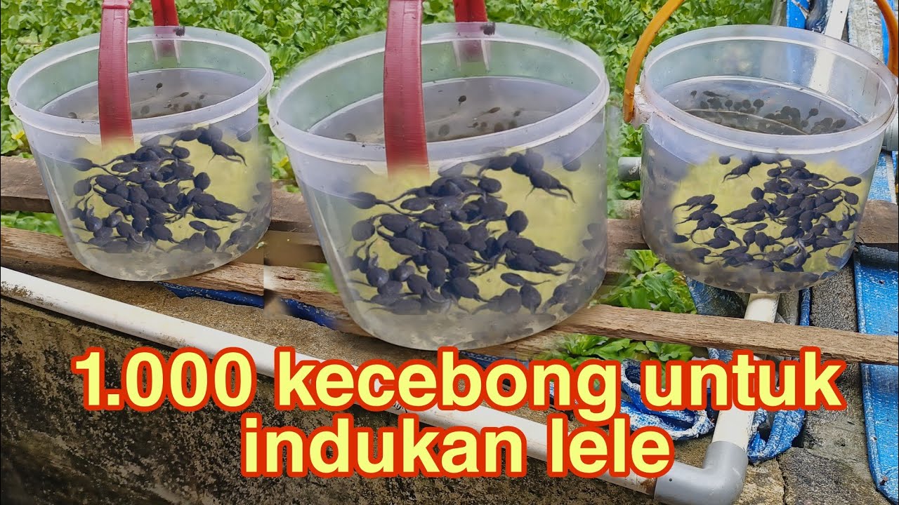 seribu kecebong untuk ikan lele || eksperimen pakan lele - YouTube