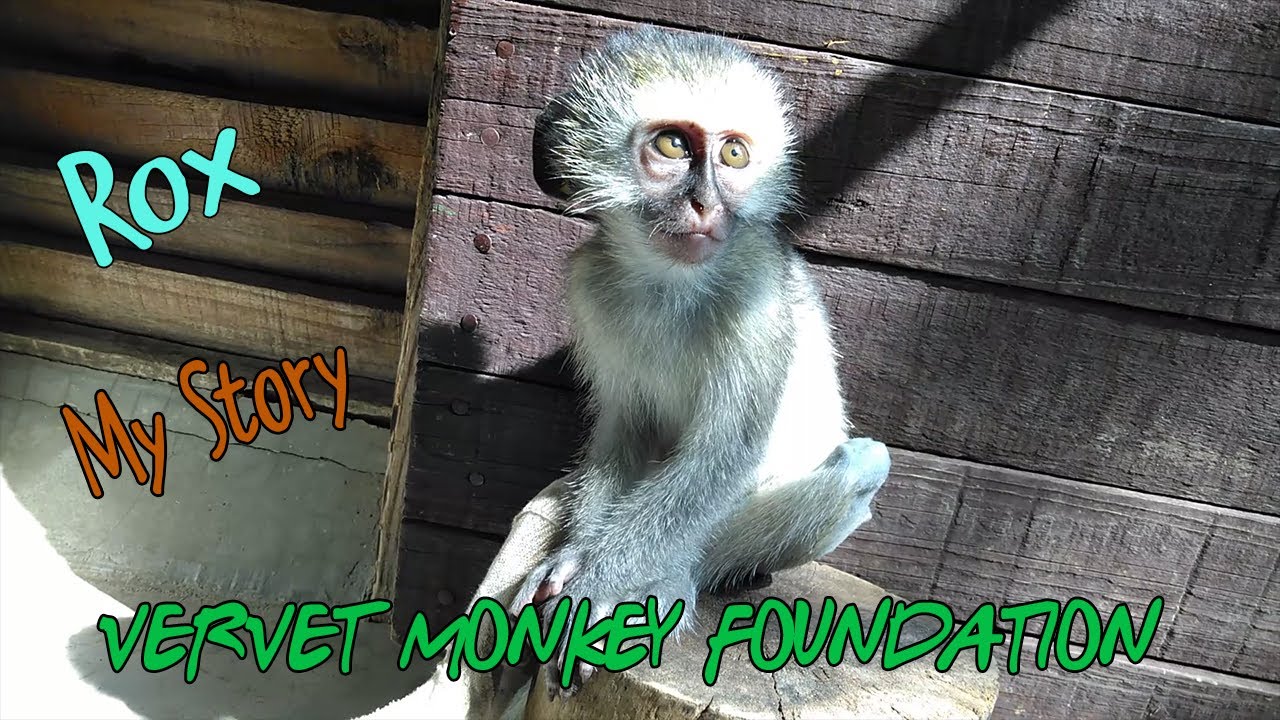 Baby monkey Rox, the incredible journey from being a hit by car to ...