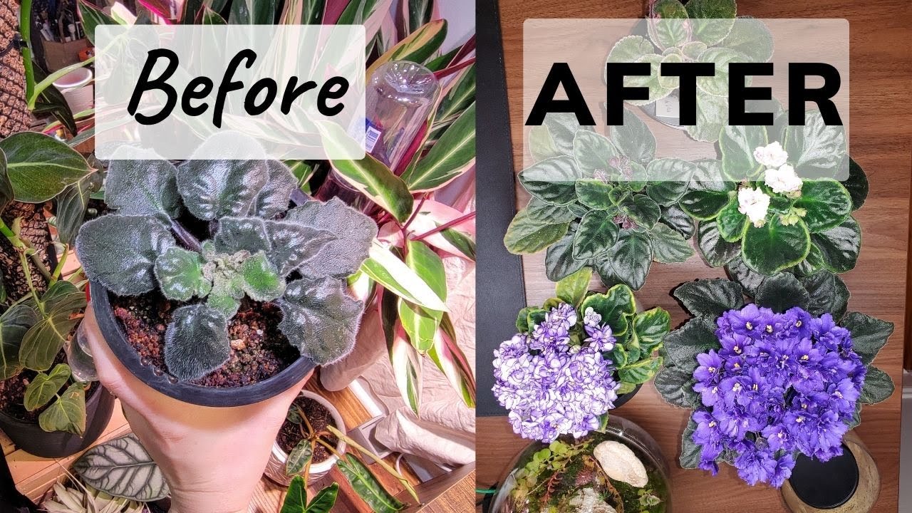 fixing tight deformed centers in African Violets IF no pests are ...