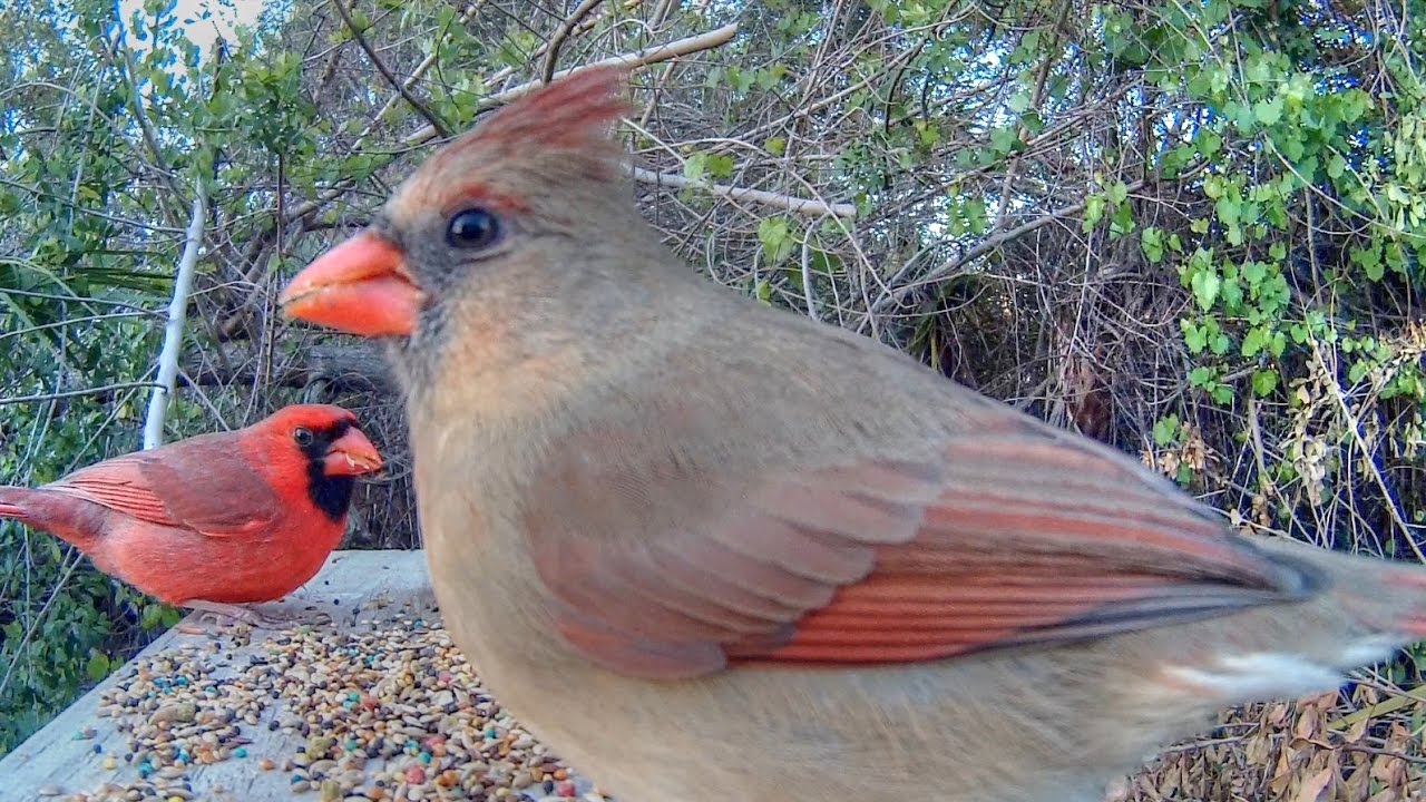 Cardinal Parents - Extreme Close up - YouTube